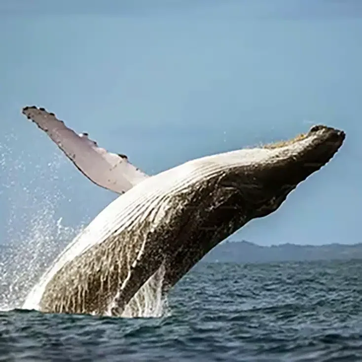 Whale Facts and Information - Whale Facts and Information