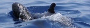 Pilot Whale