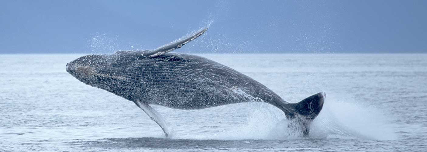 Whale Facts and Information - Whale Facts and Information